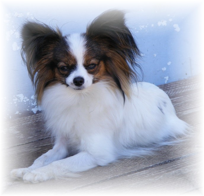 Road's End Papillons : Papillon- Ear Fringe Development