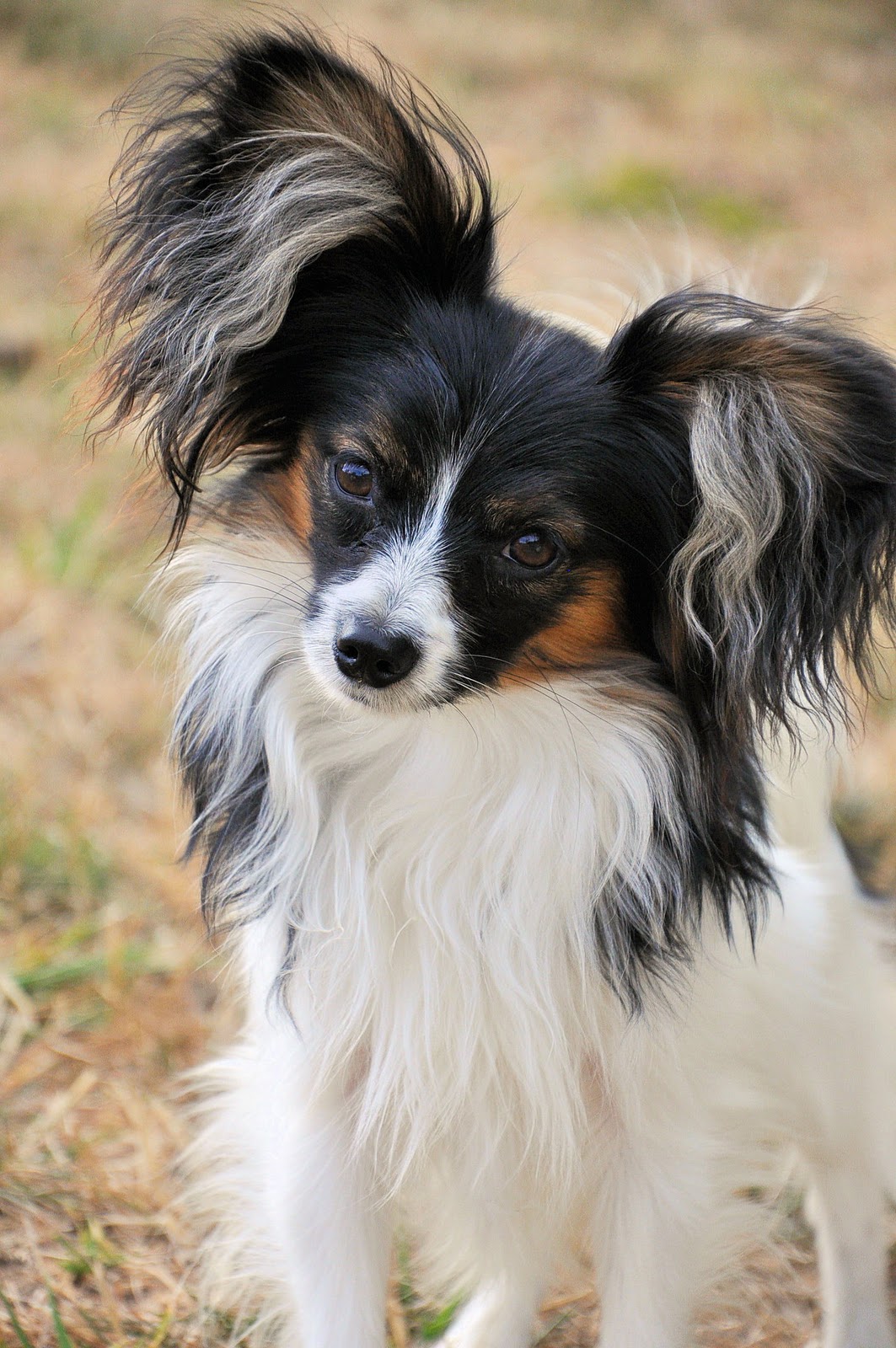 Road's End Papillons : You Ask: how to grow long earfringes on a ...