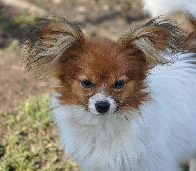 Road's End Papillons : 7 Months old Papillon + Phalene (Papillon Dog ...