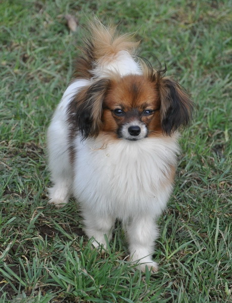 Road's End Papillons : 7 Months old Papillon + Phalene (Papillon Dog ...
