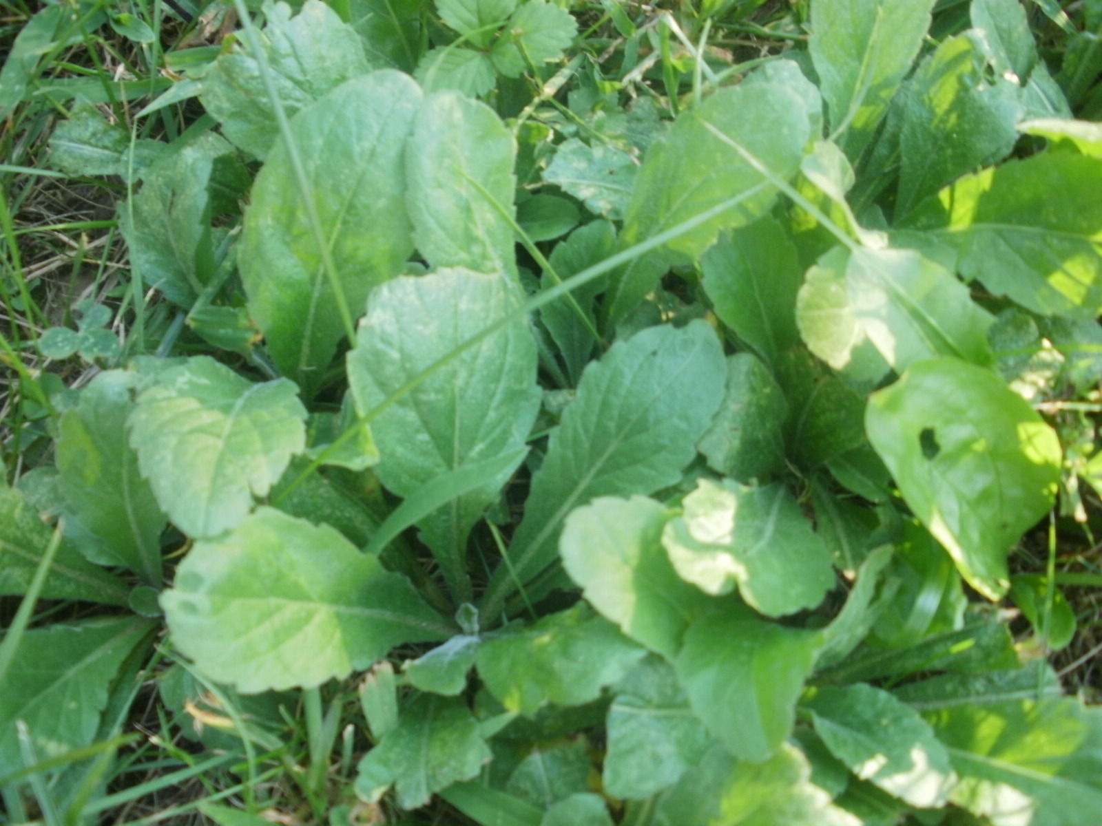 The Vegan Mocha Angel: Indentifying Wild Weeds