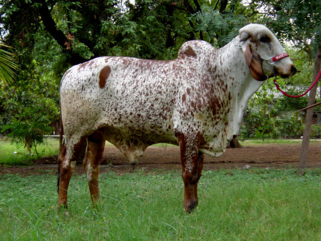 Ganaderia san miguel: Origen y caracteristicas de la raza GYR