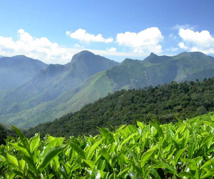 Pallivasal, Munnar Attractions, How to Reach Pallivasal - Munnar Tour Guide