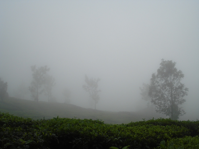 Pothamedu in Munnar, Pothamedu View Point,Pothamedu View Point in ...