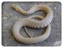 The Green Planet: Concho Water Snake (Nerodia paucimaculata)
