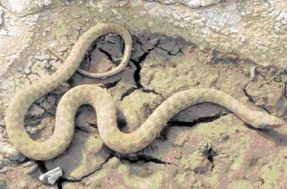The Green Planet: Concho Water Snake (Nerodia paucimaculata)