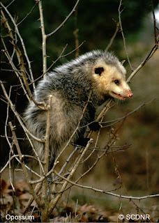 The Green Planet: Least Shrew (Cryptotis parva)