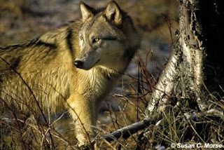 The Green Planet: Gray Wolf (Canis lupus Linnaeus)