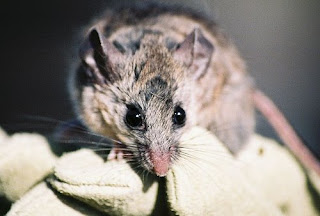 The Green Planet: Cactus Mouse (Peromyscus eremicus)