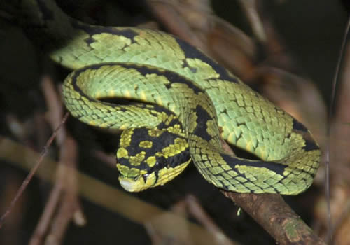 LASSANA SRI LANKA ( Paradise Island of Indian Ocean): sinharaja Rain Forest