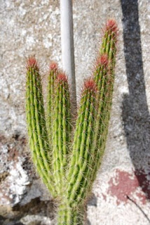 Canto cacti sucula: Peniocereus serpentinus
