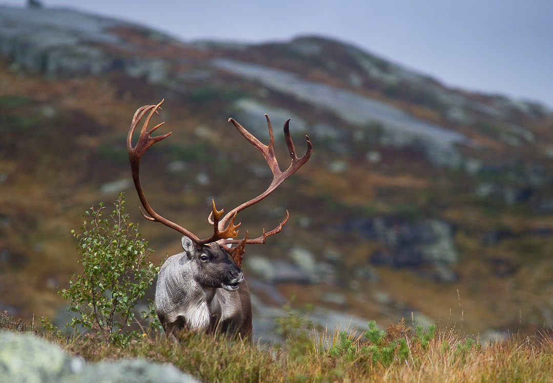Bjørn Einrem`s blogg: Reinsdyr i brunst