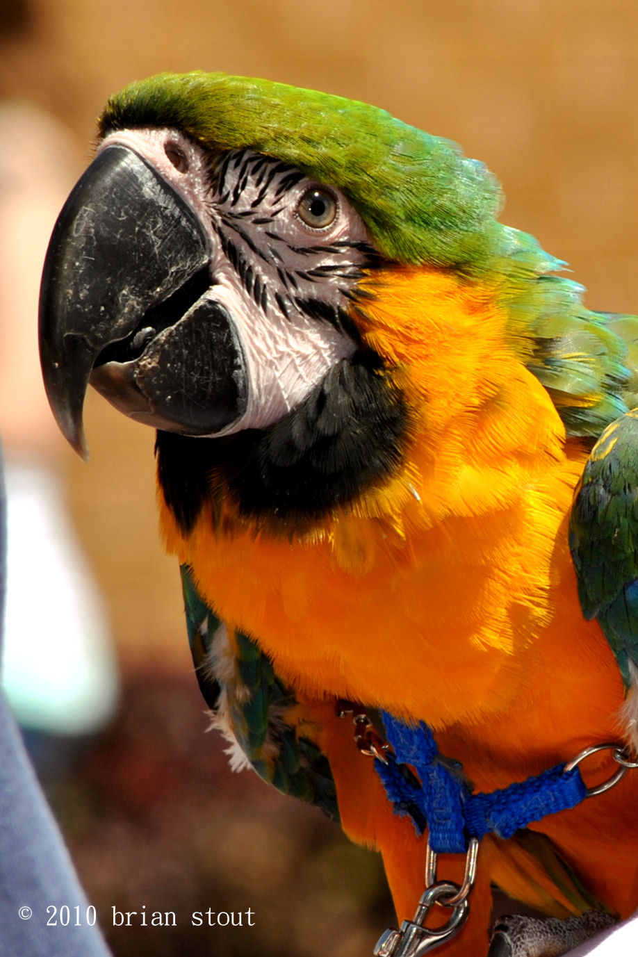 Terrell Texas Daily Photo: April 2010