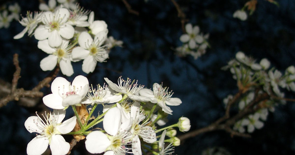Terrell Texas Daily Photo: Bradford Pear trees