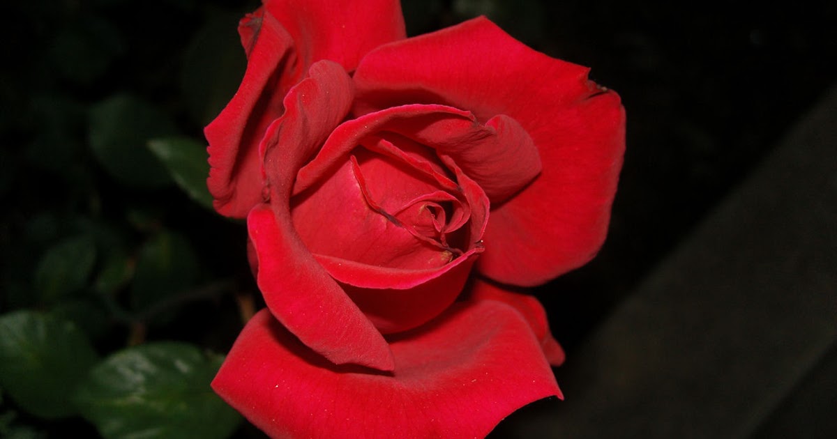 Terrell Texas Daily Photo: Mexican Rose