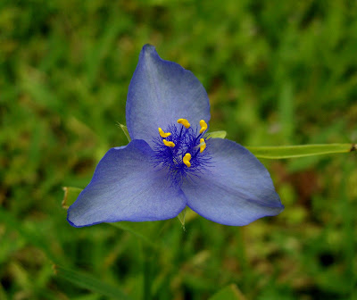 Terrell Texas Daily Photo: Texas Weeds