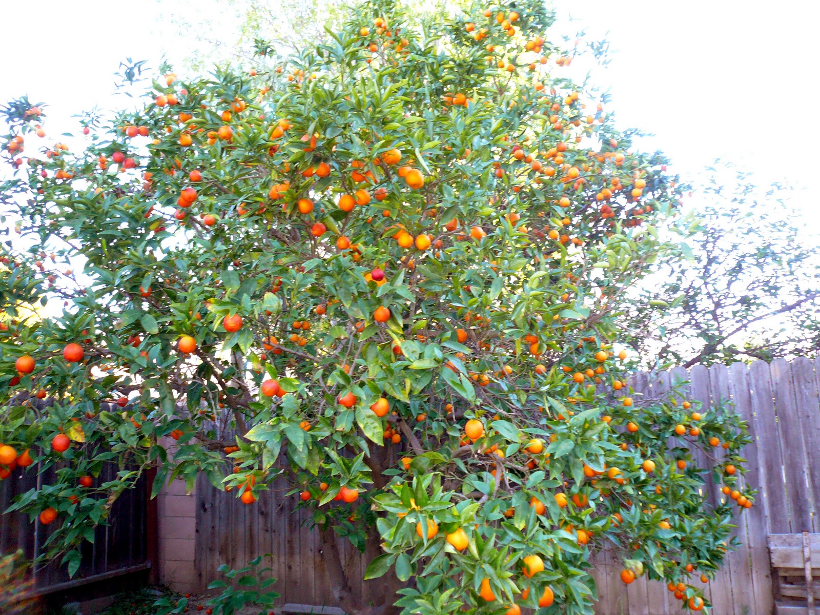 J A N E T T: Spring time, new beginnings