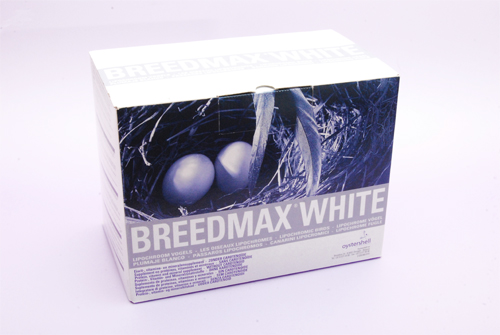Canários Bruno Cartaxo: Breedmax White