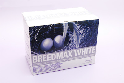 Canários Bruno Cartaxo: Breedmax White