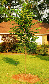 The Princeton American Elm: Princeton American Elms from Around the ...