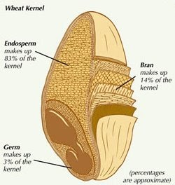 Whole Wheats and Grains: The anatomy of a grain of wheat