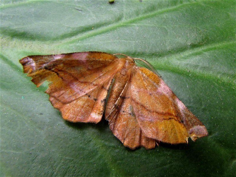 The Natural Stone: Some cracking moths