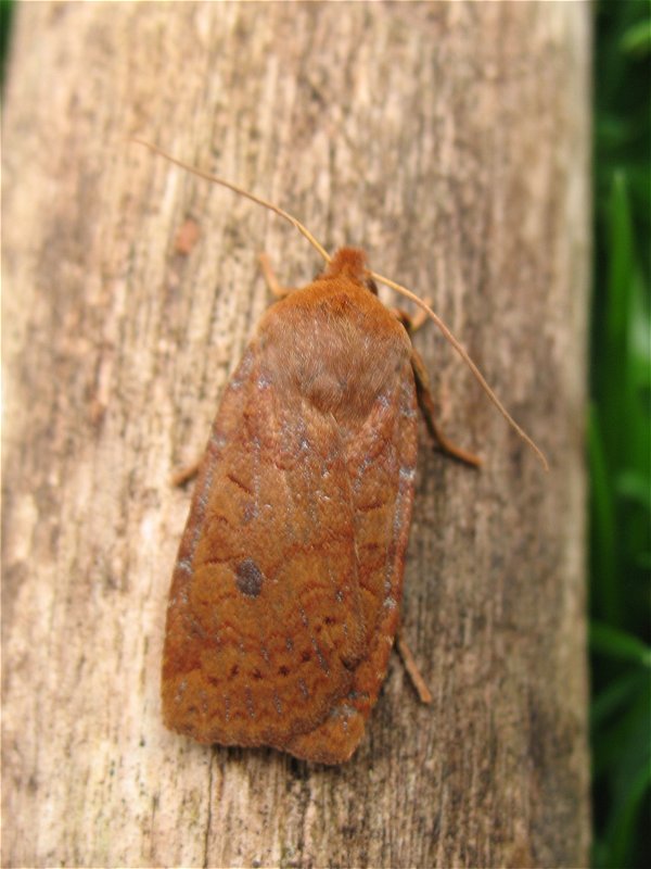 The Natural Stone: Autumn Moths