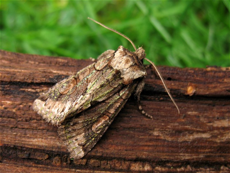 The Natural Stone: Autumn Moths