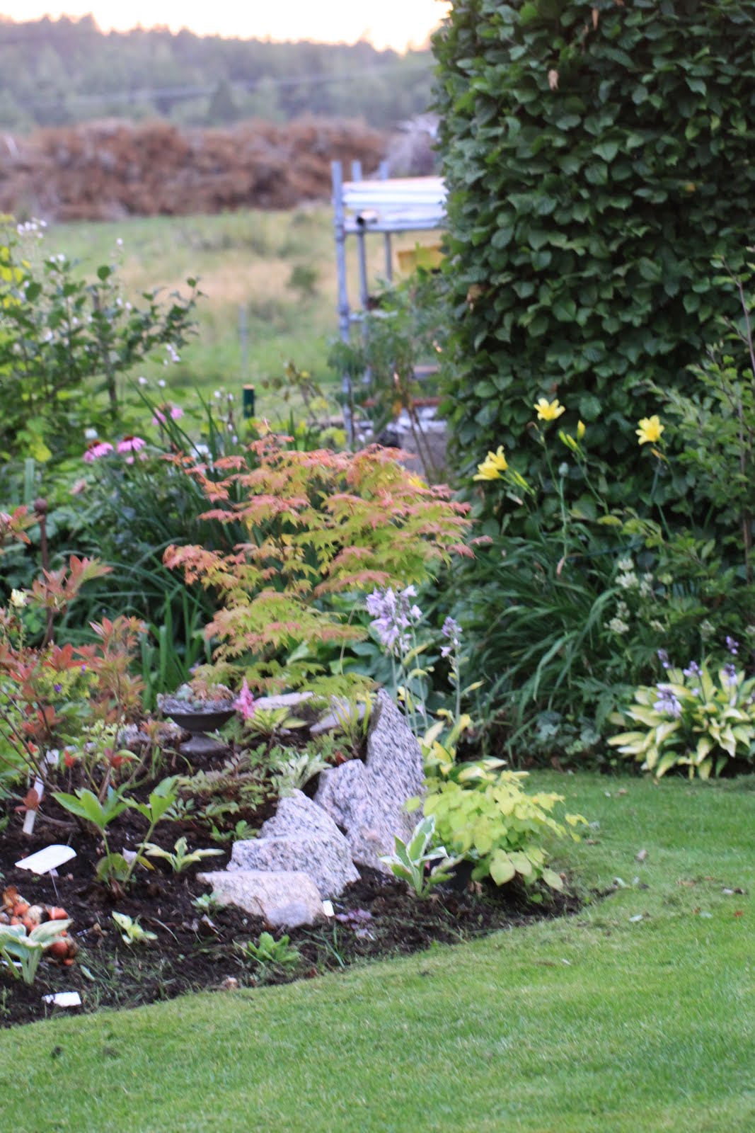 Trädgård ... drakar och lite annat!: Den nya rabatten vi gjorde i våras ...