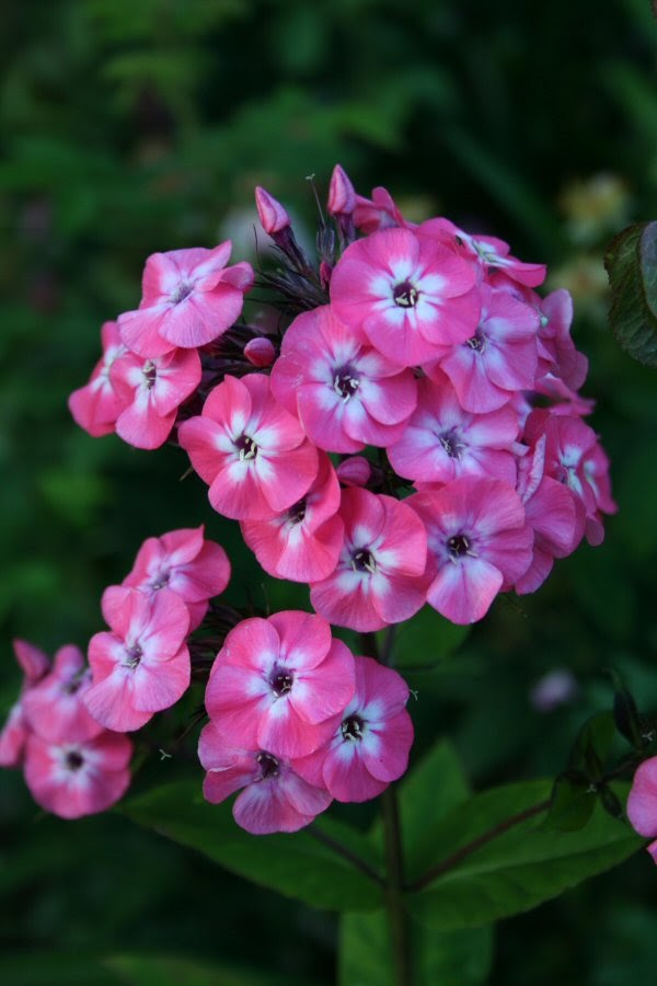 Trädgård ... drakar och lite annat!: Plox! PLOX Underbara Höstflox!