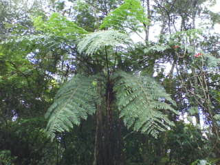 Natureza Fantástica: Xaxim