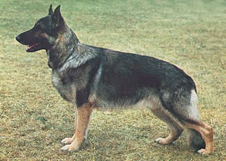 Huurhun Dog :D: German Shepherd ANGILAL 2