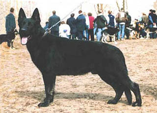 Huurhun Dog :D: German Shepherd ANGILAL 2
