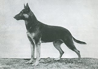 Huurhun Dog :D: German Shepherd ANGILAL 2