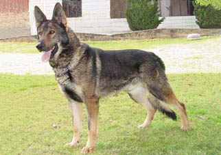 Huurhun Dog :D: German Shepherd ANGILAL 2