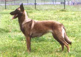 Huurhun Dog :D: German Shepherd ANGILAL 2