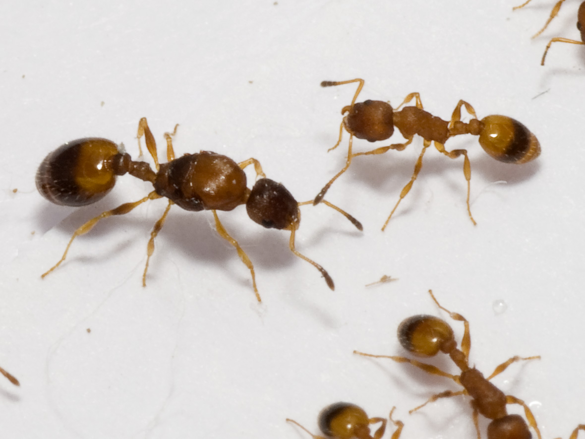 El país de Claudia Escrig: Açò és nou!