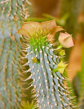 Hodia - niezwykły kaktus który może uratować obżartuchów