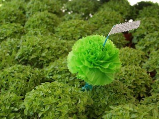 PLANTAS DE CASA: MANJERICO - A PLANTA DOS SANTOS POPULARES