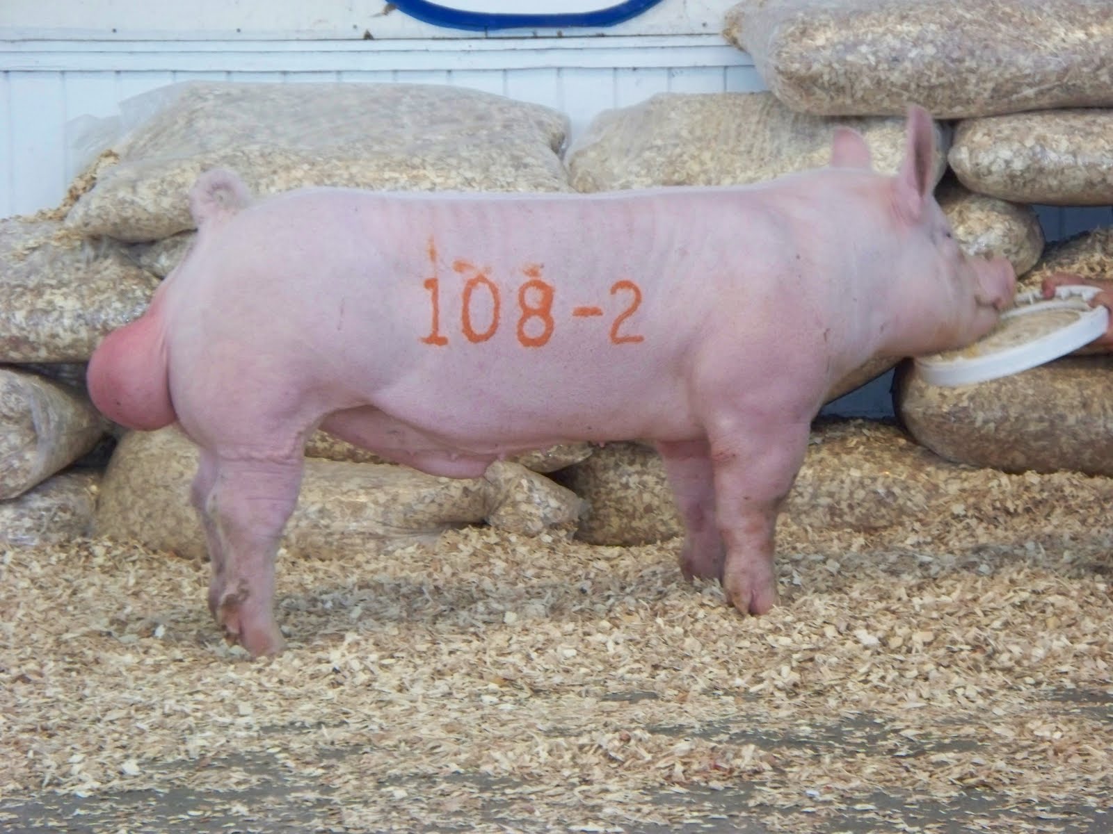 National Swine Registry: champion york boar from missouri state fair