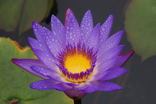 La Flor de Loto | La Rata Curiosa