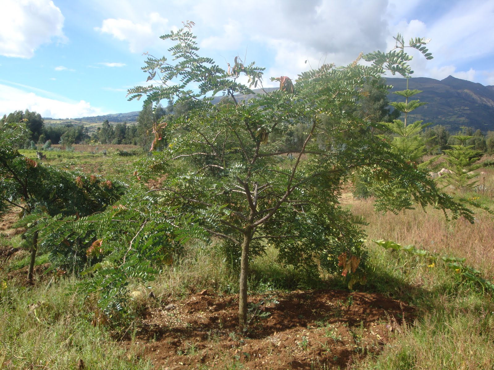 EL CULTIVO DE TAYA EN CAJABAMBA