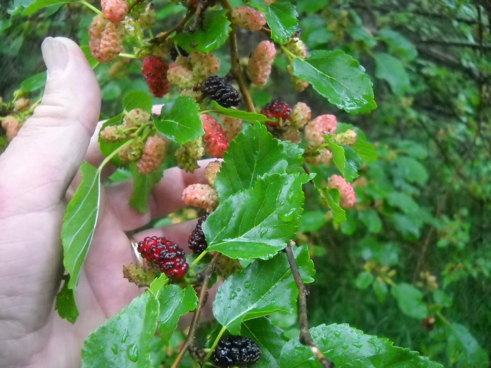 Art's Bayfield Almanac: 7/06/10 JUNEBERRIES AND MULBERRIES ARE RIPE