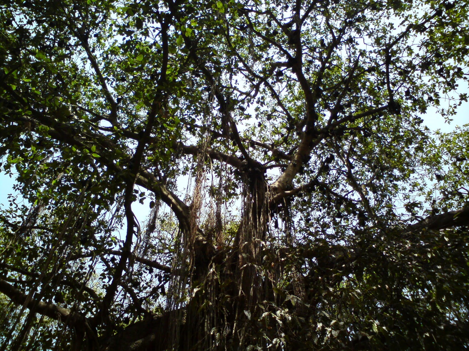 One of the Oldest living Banyan tree - Kabirvad | My Yatra Diary...