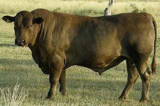 Silverleigh Senepol Cattle Stud