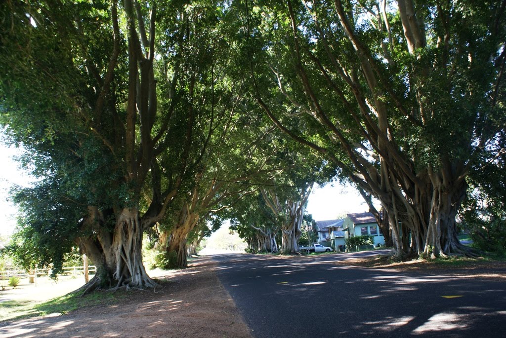 Gallivantour: Grafton NSW