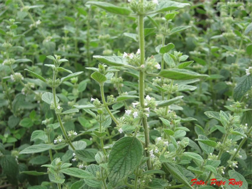 CAMINOS DE PEPE RUIZ: El Poleo