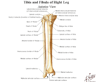 My Crazelu Land: Regio Knee Joint (Sendi Lutut)