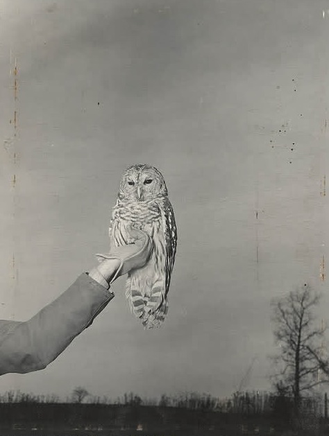 @more-owls-blog on Tumblr