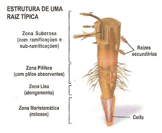 Anatomia e Morfologia Vegetal: RAIZ